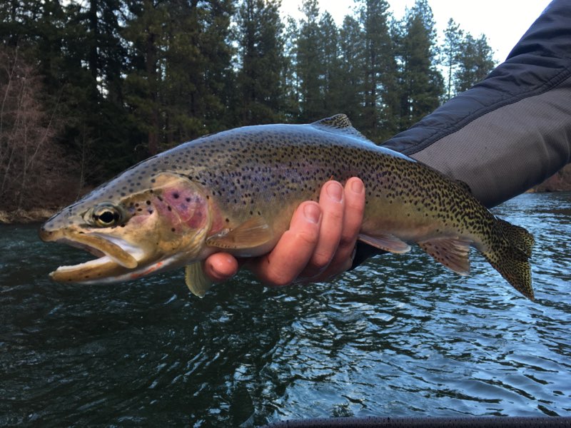 Washington Fly Fishing Guide and Fly Shop | The Evening Hatch